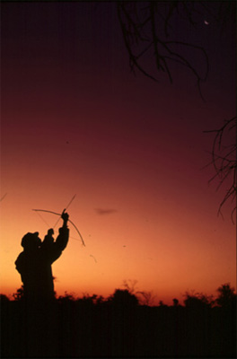 Hunting in sunset
